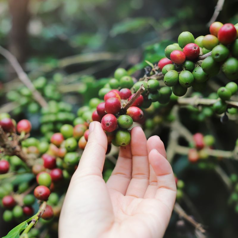 The Fascinating History of Coffee: From Goats to Your Cup - Coffee Roaster